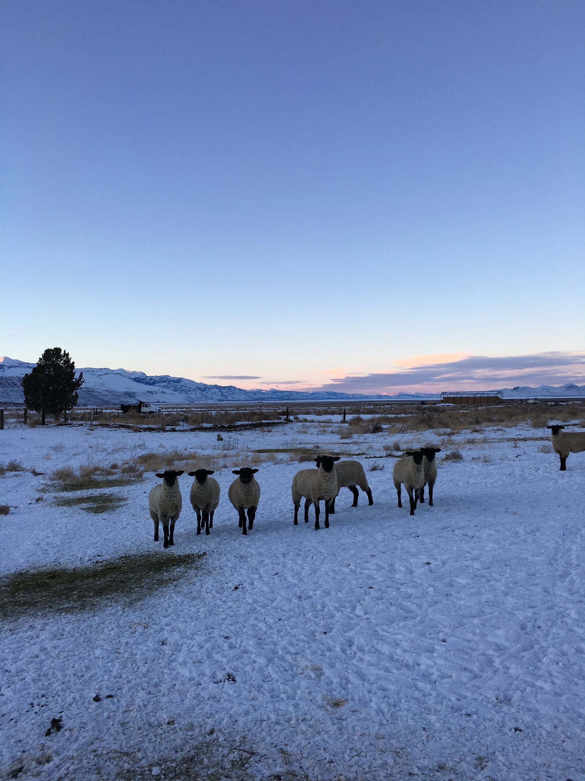 About Us – ALE Sheep Company