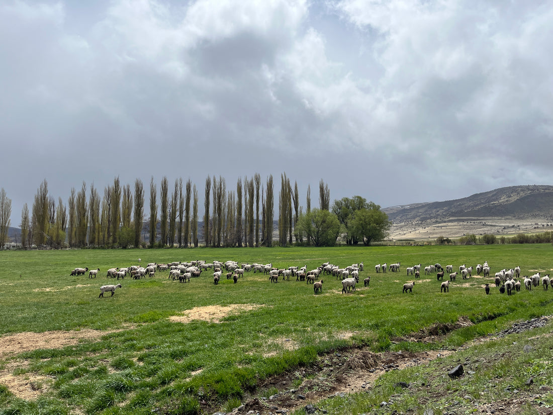 About Us – ALE Sheep Company